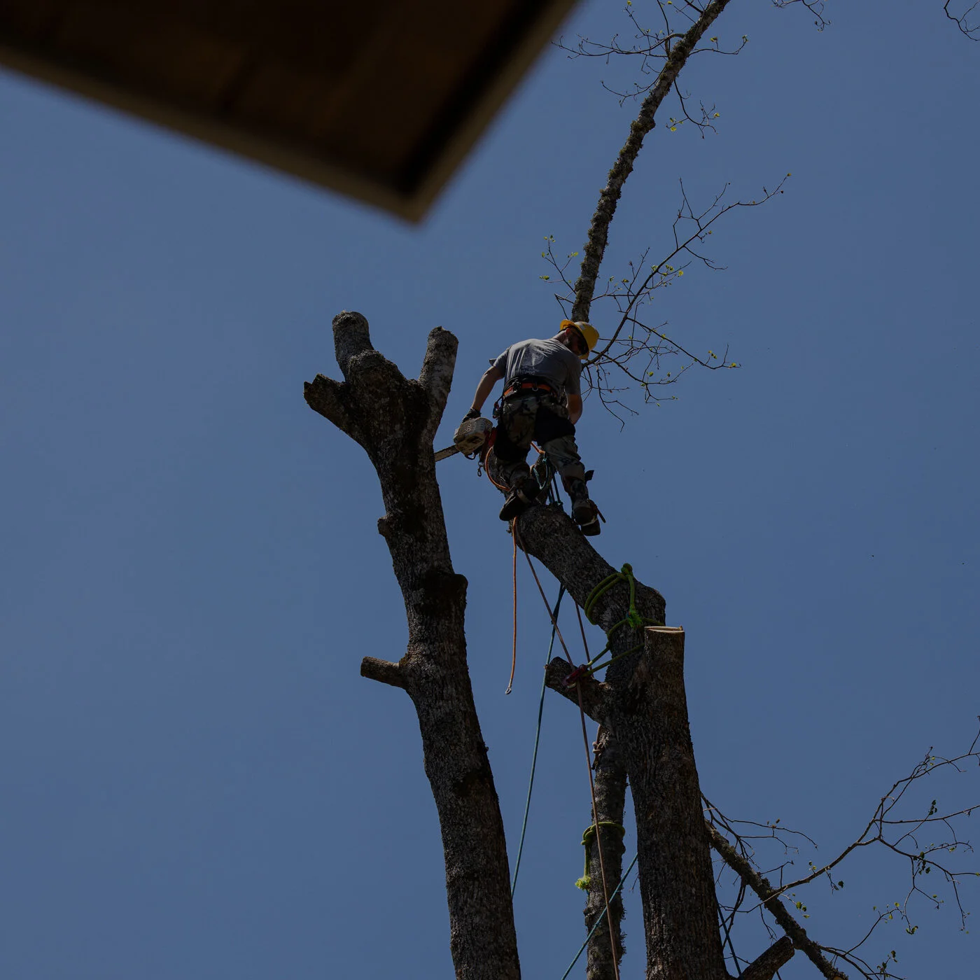 Greenville Tree Company | Tree Removalists Near Me | Terra