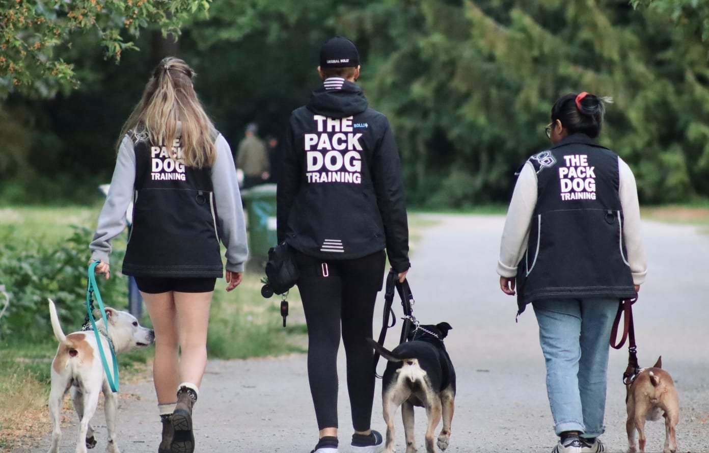The Pack Dog Training