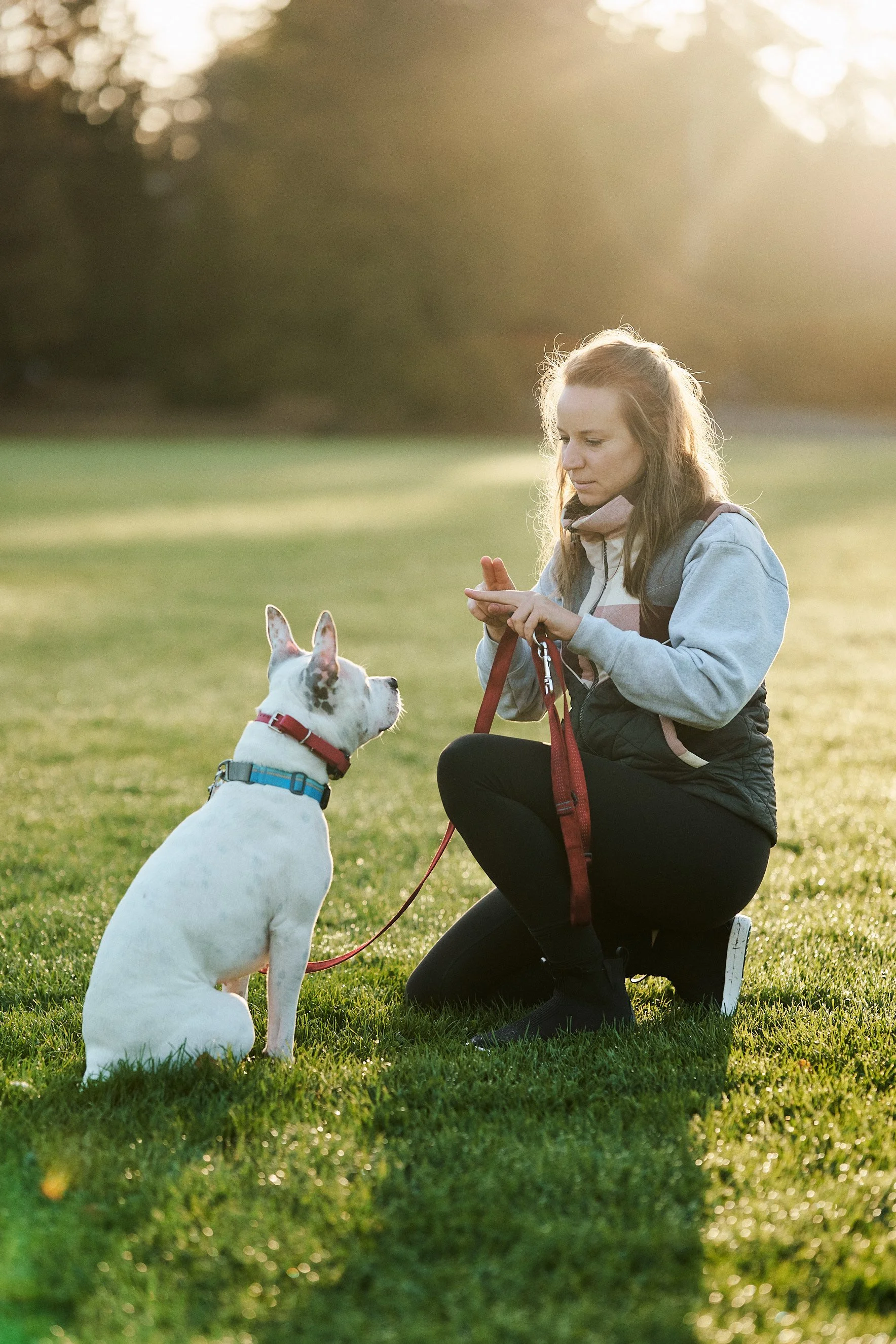 More Info About The Pack Dog Training Team — The Pack Dog Training