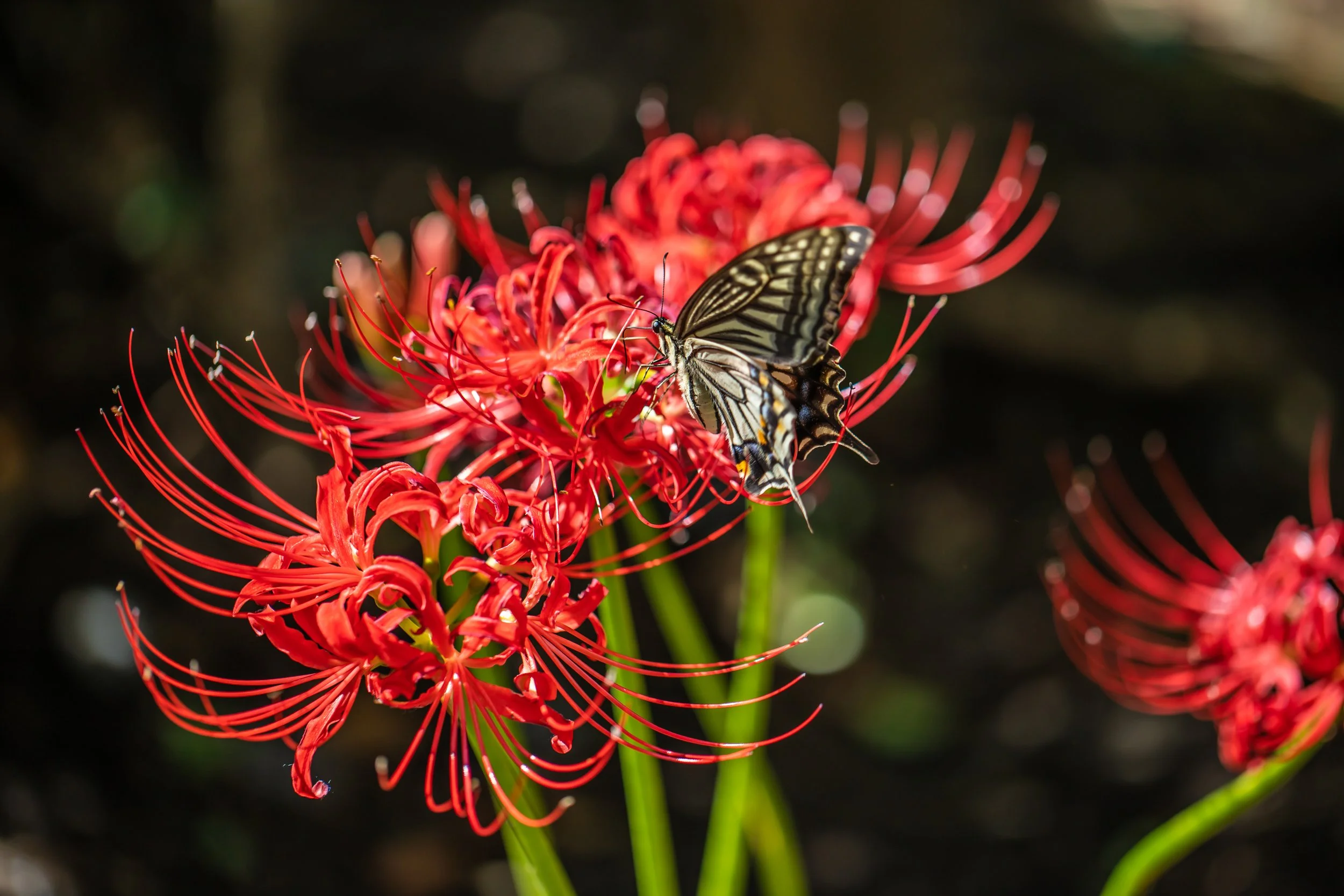 Higan－Dancing on the Far Shore — KYOTO VISITOR'S GUIDE - Since 1987