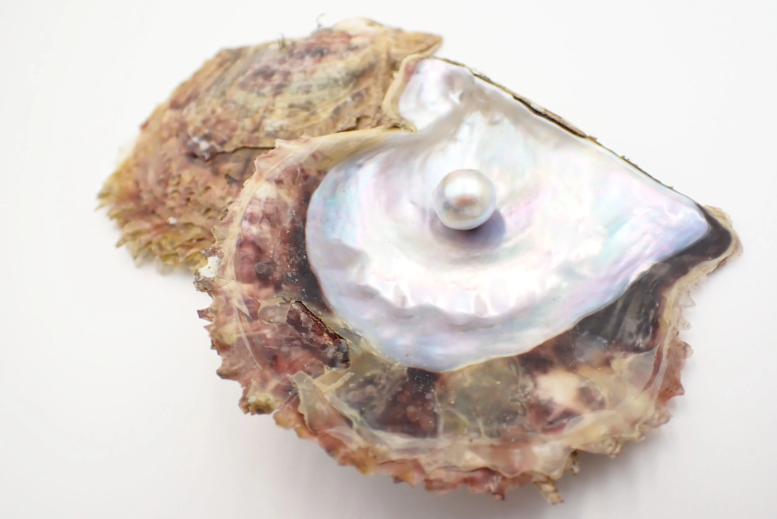 Japanese Pearls — KYOTO VISITOR'S GUIDE - Since 1987