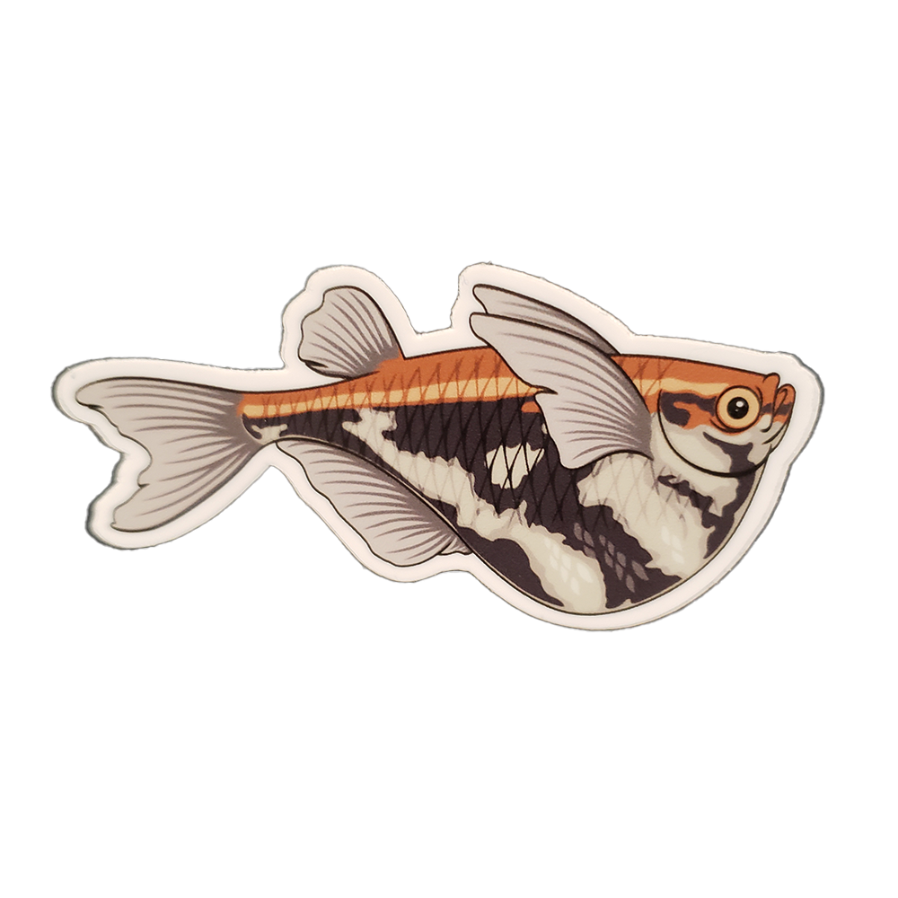 Marbled Hatchetfish