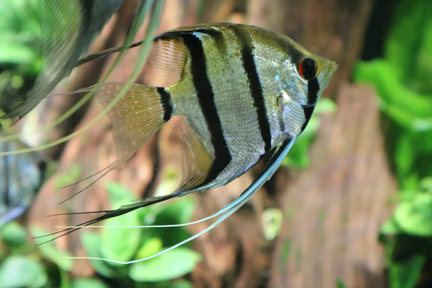 The Reef Aquarium Shop