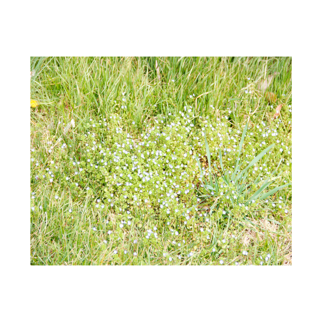 Meet Zareef — Daybreak Arts