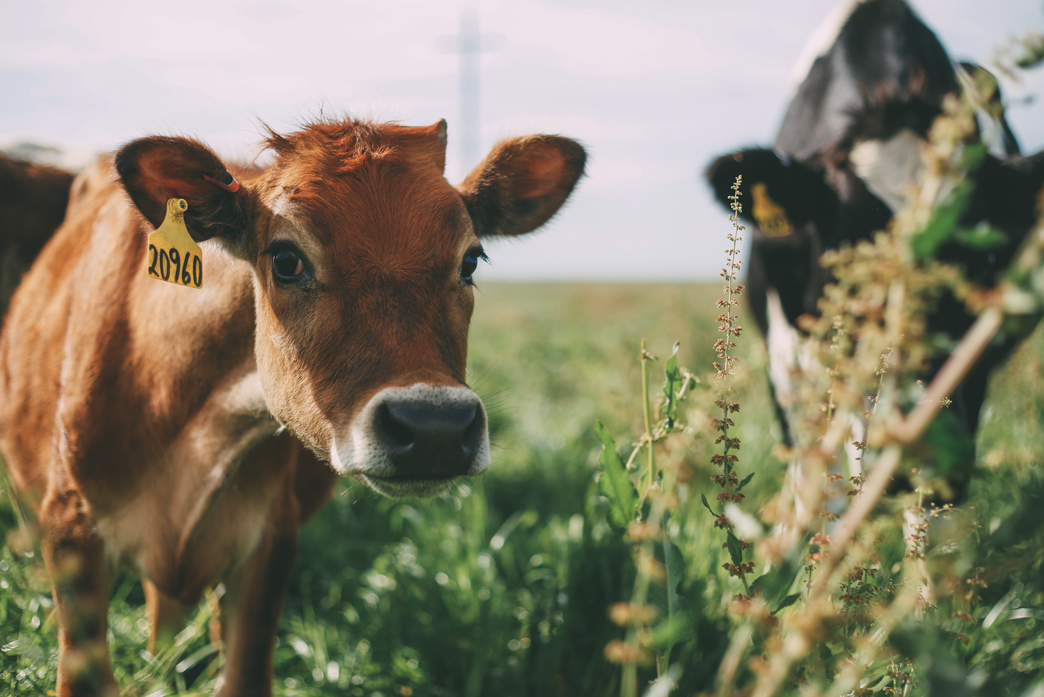 3 Reasons to drink raw milk in the new year — RAW FARM usa