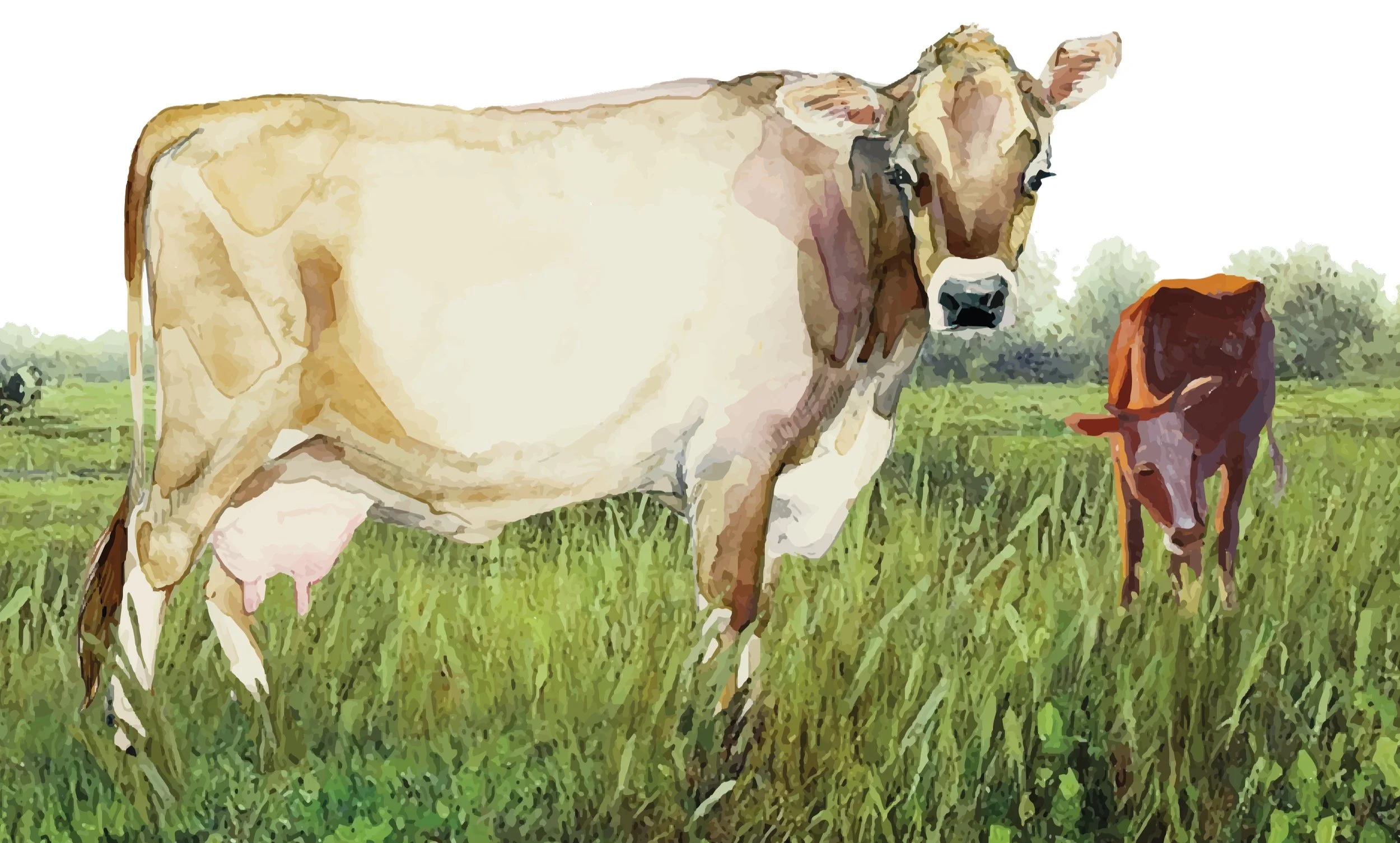ARE RAW FARM COWS A2? — RAW FARM usa