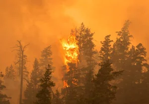 Wildfire Damage and Displacement: Tenant Rights in California's Fire ...