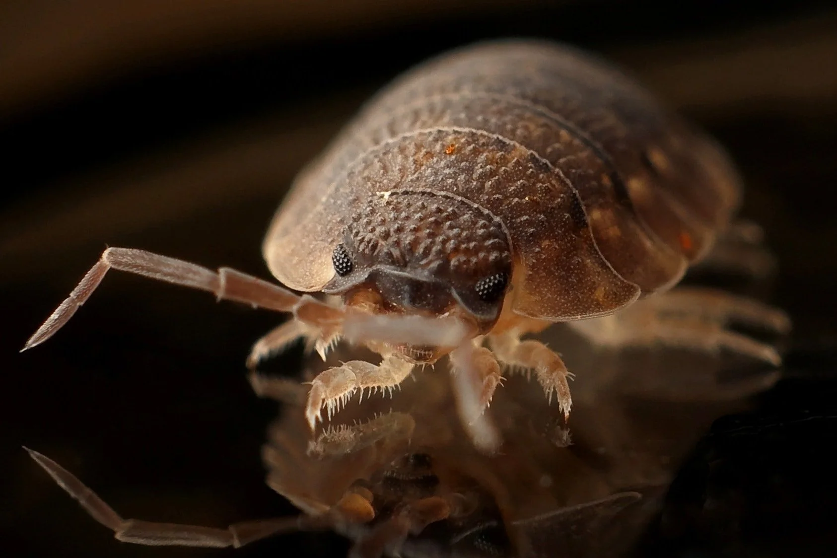 Bed Bugs | Free Legal Services | Tenants Law Firm