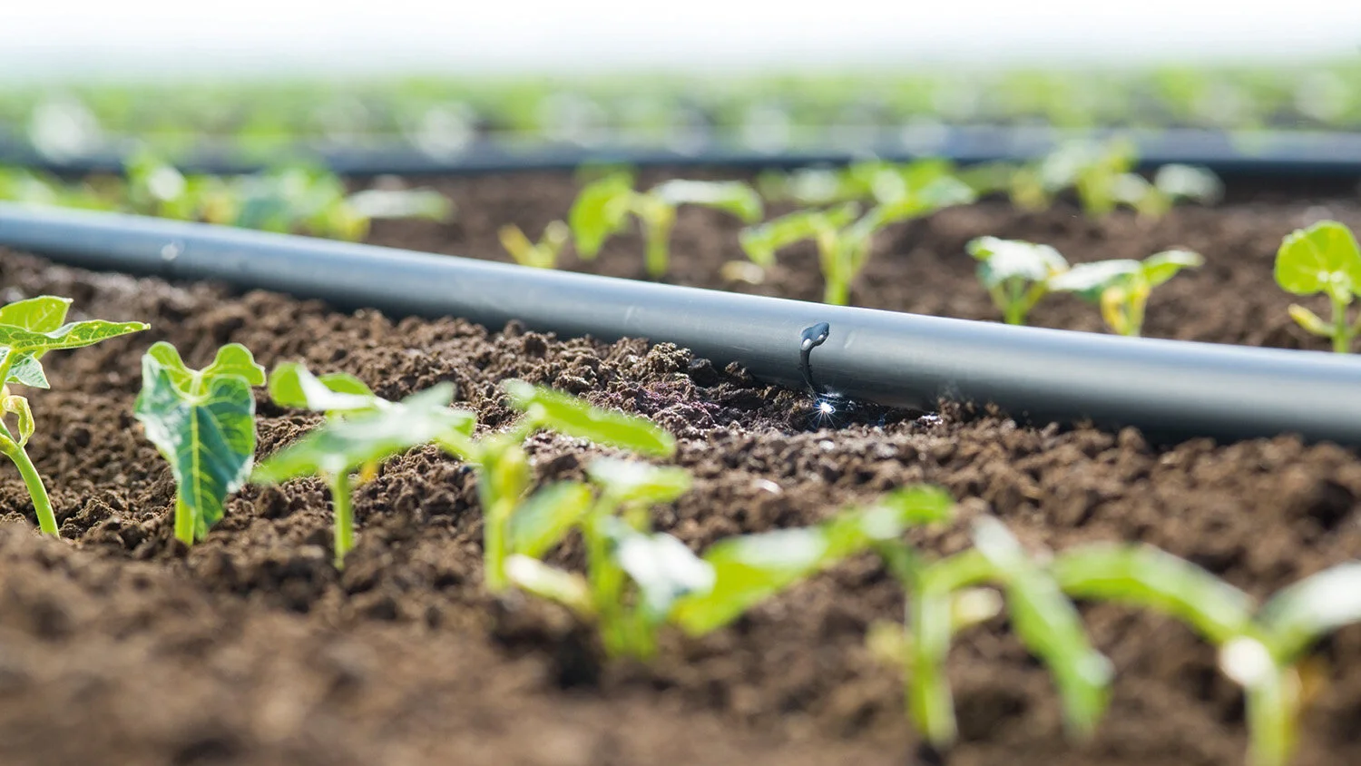 Delta Water Products | Drip & Microspray