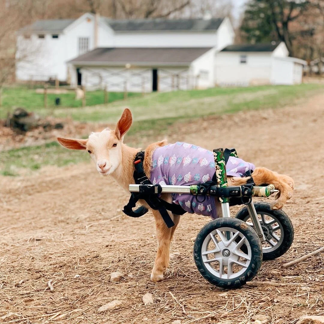 Meet the Animals — Goats of Anarchy