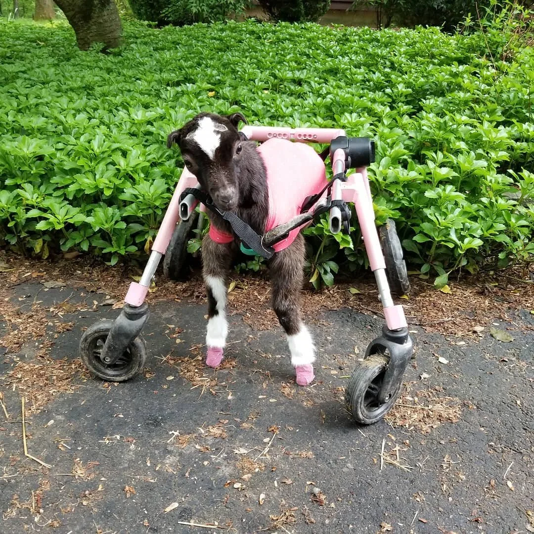 GOA's Angels — Goats of Anarchy