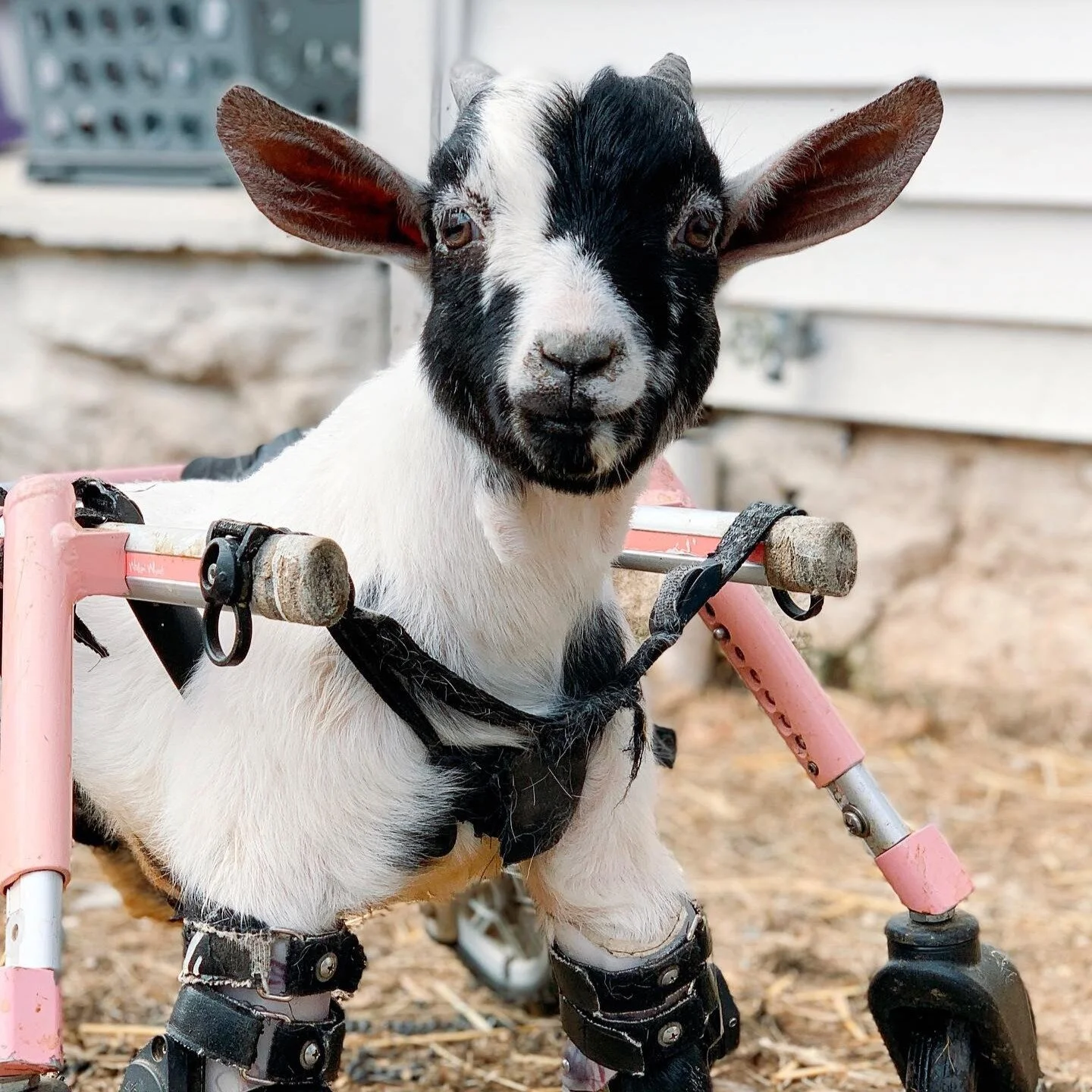 GOA's Angels — Goats of Anarchy