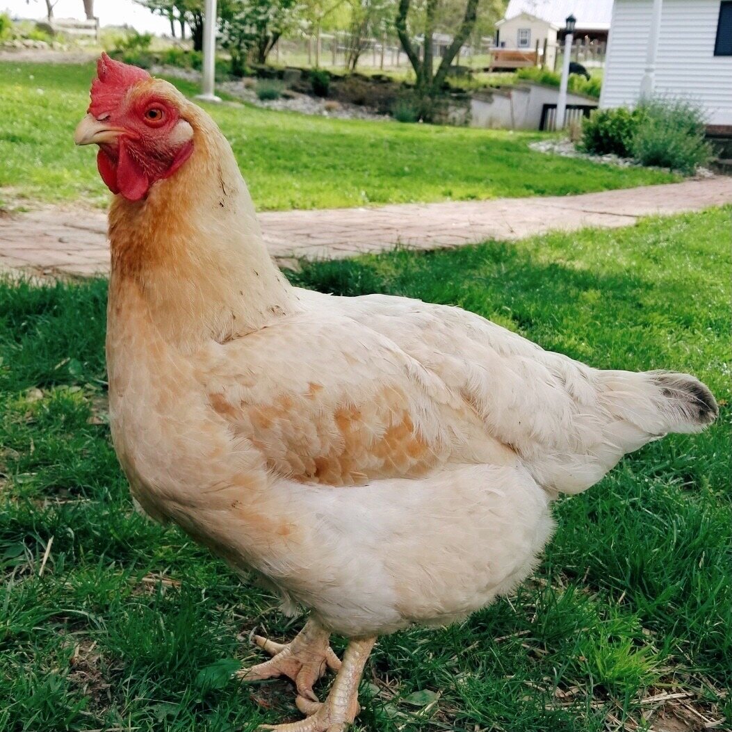 GOA's Angels — Goats of Anarchy