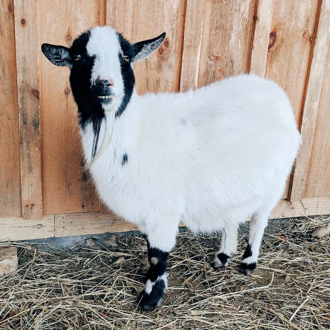 GOA's Angels — Goats of Anarchy