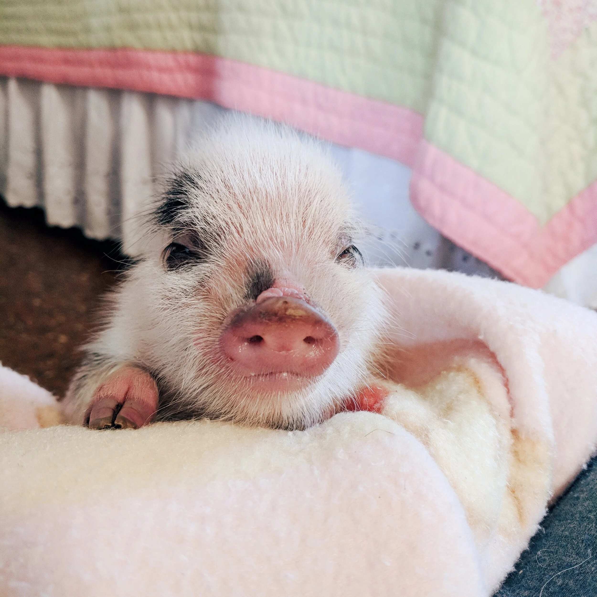 GOA's Angels — Goats of Anarchy