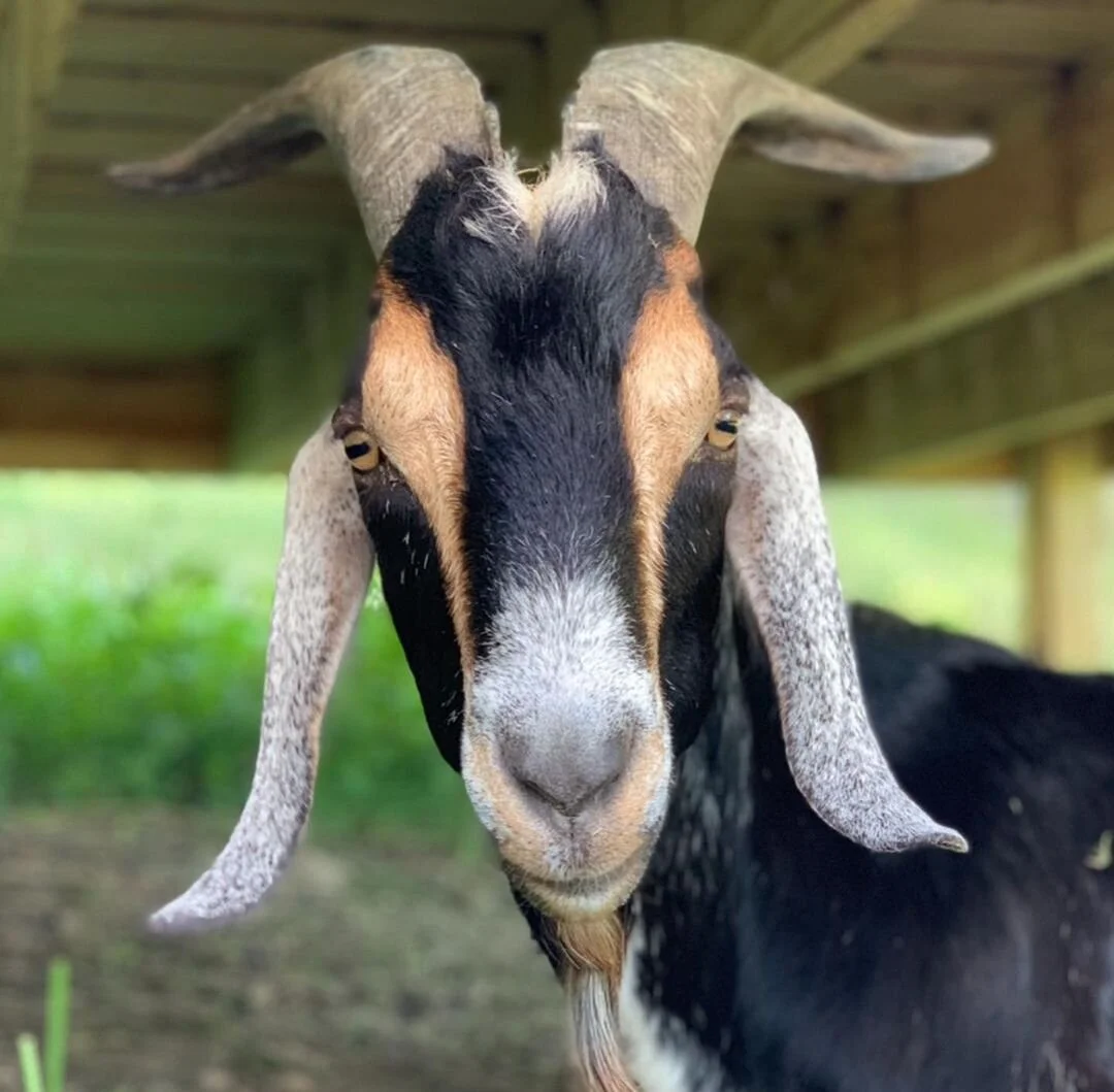 GOA's Angels — Goats of Anarchy