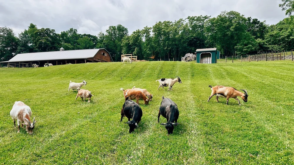 Legacy Giving — Goats of Anarchy