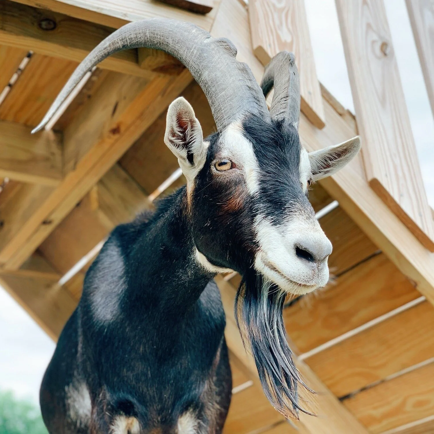 Support — Goats of Anarchy