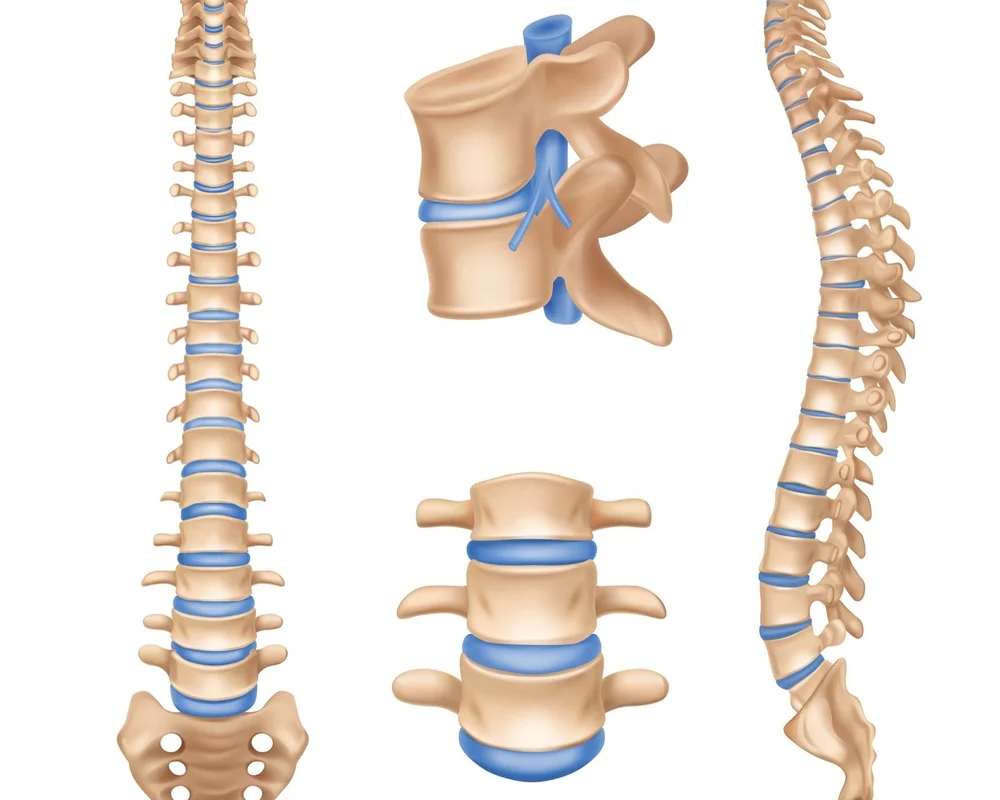 Anatomy and Physiology