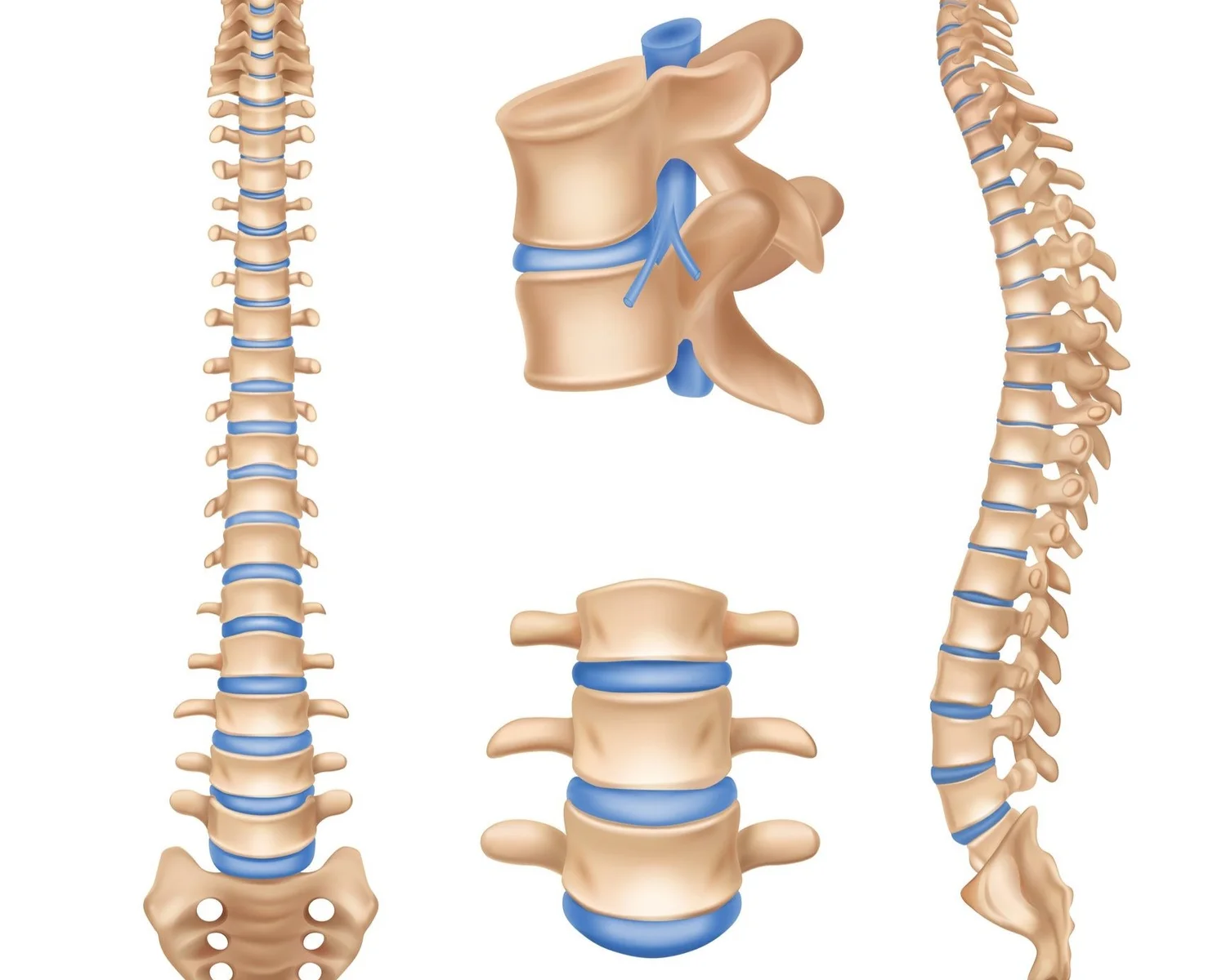 Anatomy and Physiology