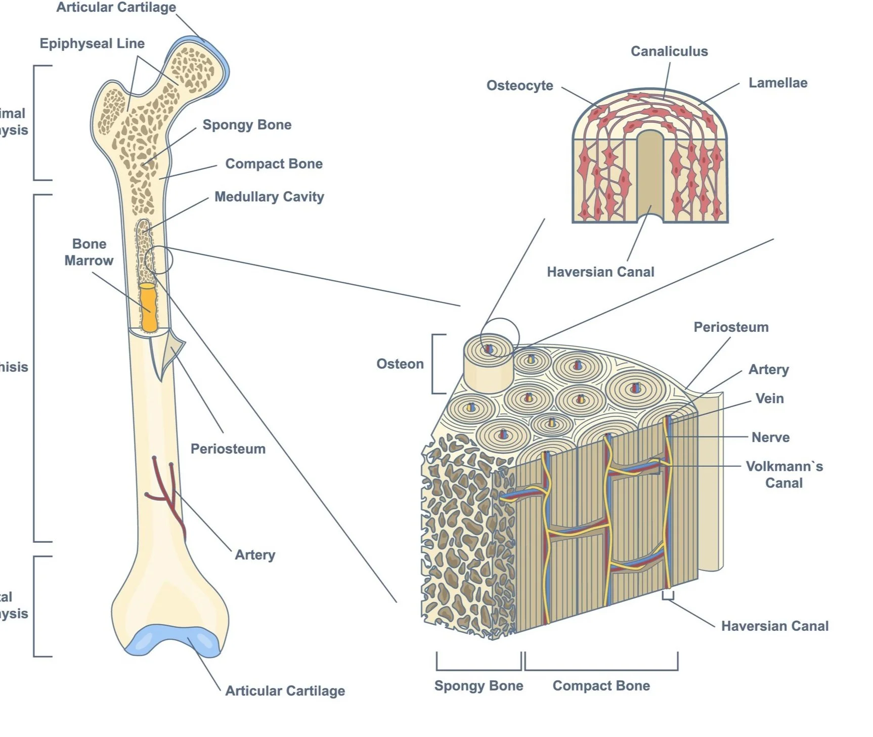 Anatomy and Physiology