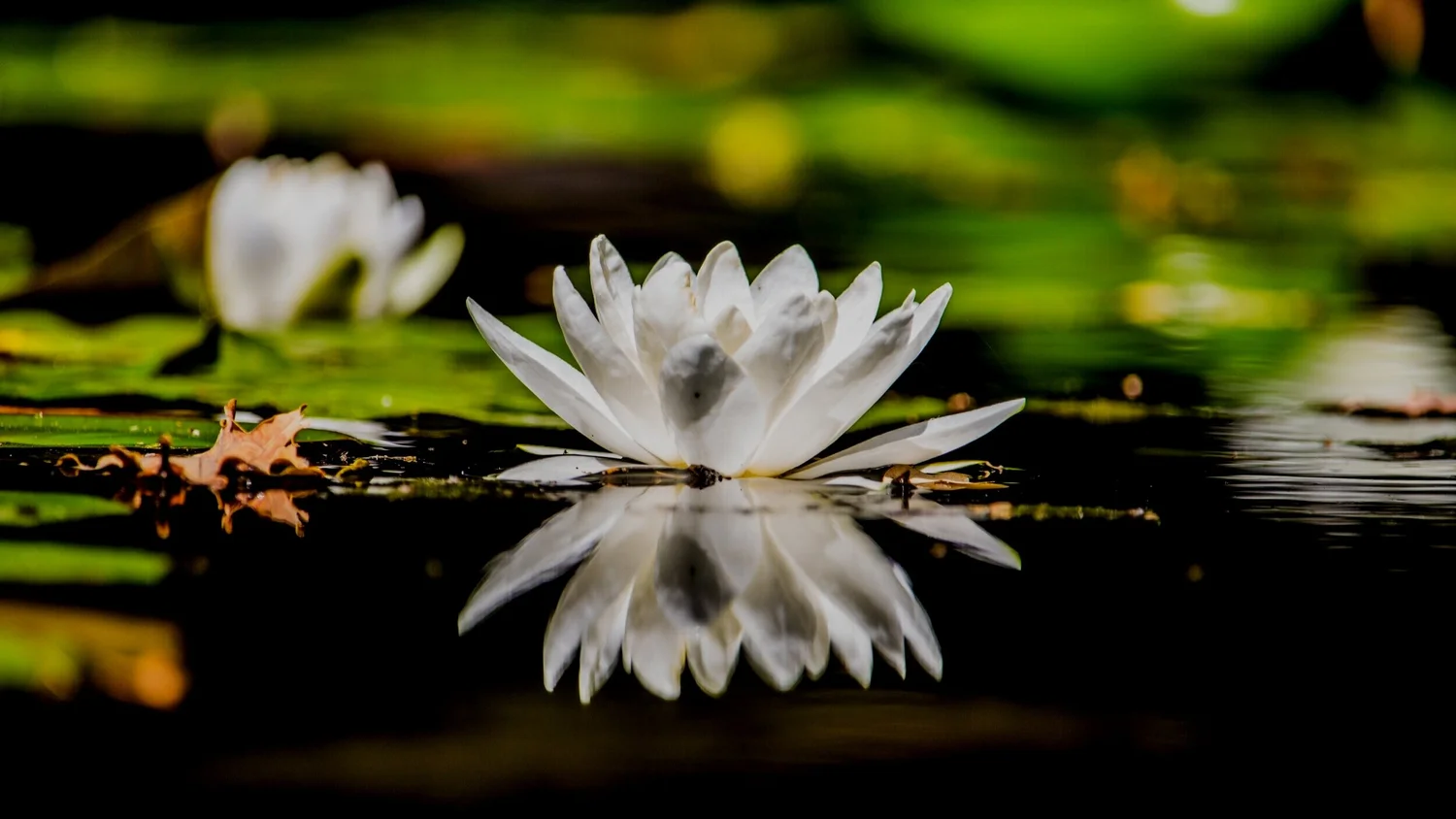 Lotus Learning Website