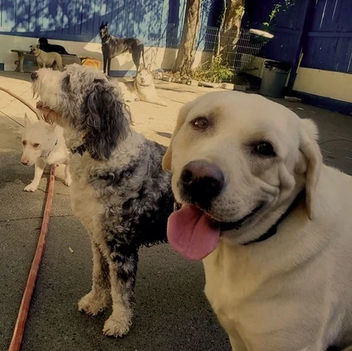 Wagging Tails Atlanta