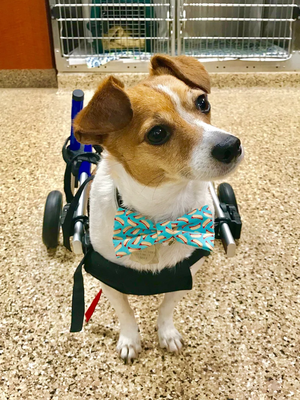 Our Staff — Valley View Veterinary Hospital