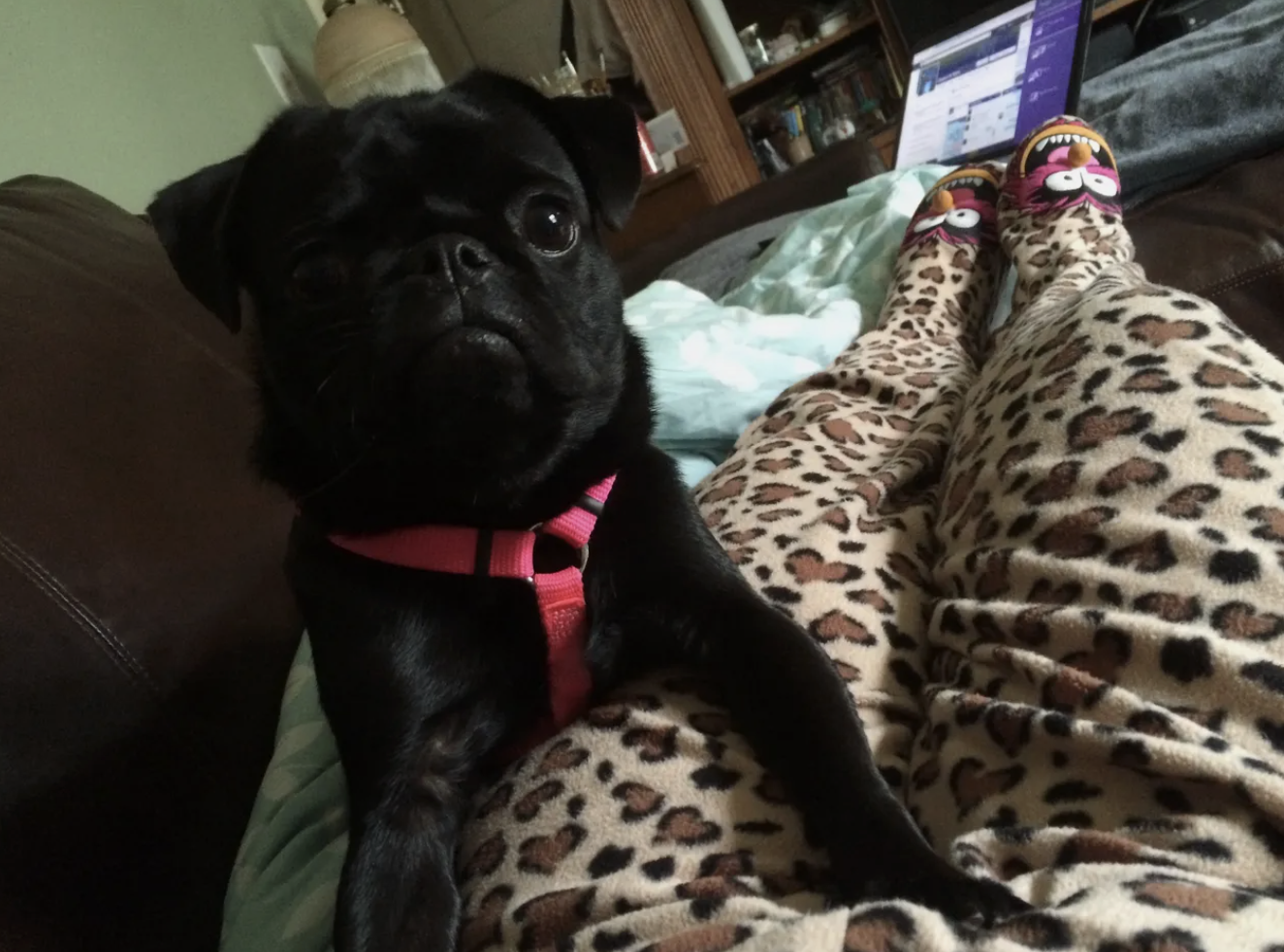 Bean, The Pug | Dog Whisperer
