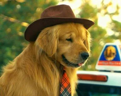 Mayor Max Of Idyllwild | Dog Whisperer