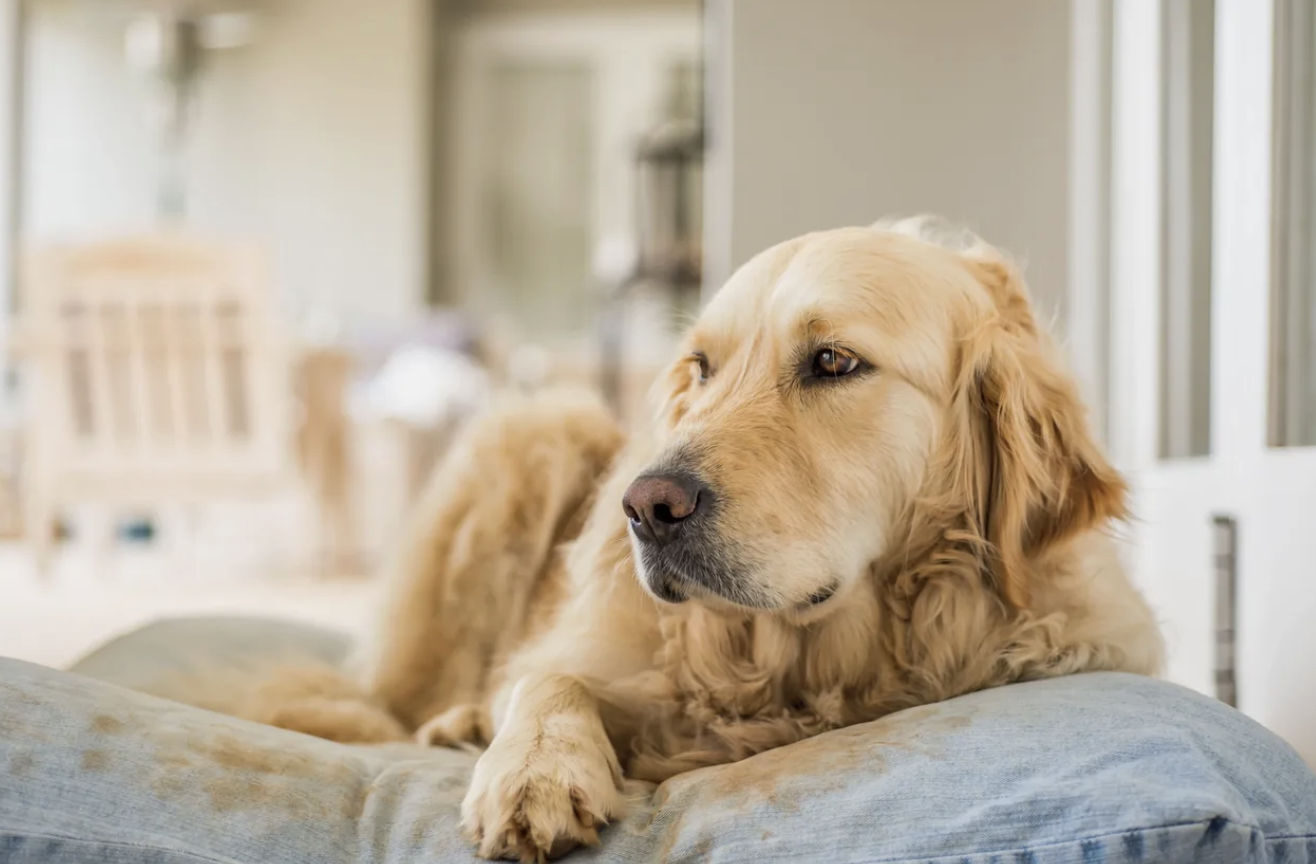 General Tips And Tricks For Dog Owners | Dog Whisperer