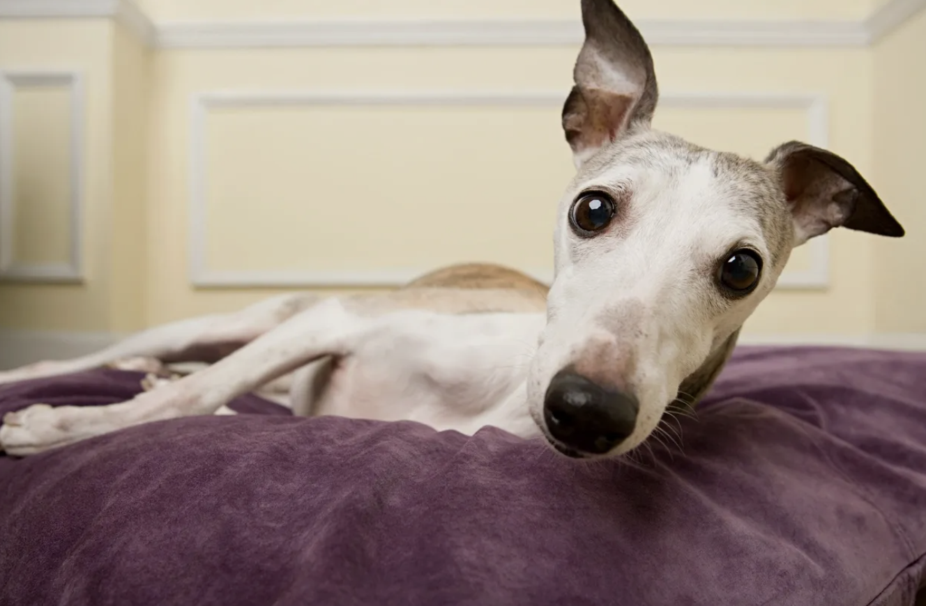 How Long Have Humans Kept Dogs