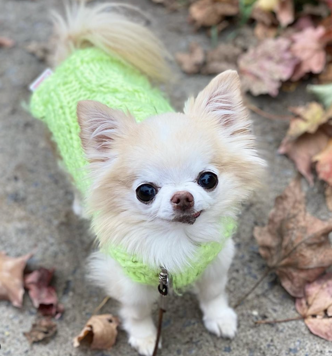 Do Chihuahuas Have Overbites