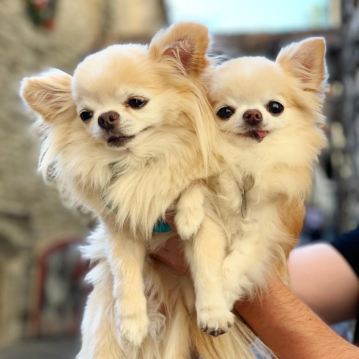 Do Chihuahuas Have Overbites