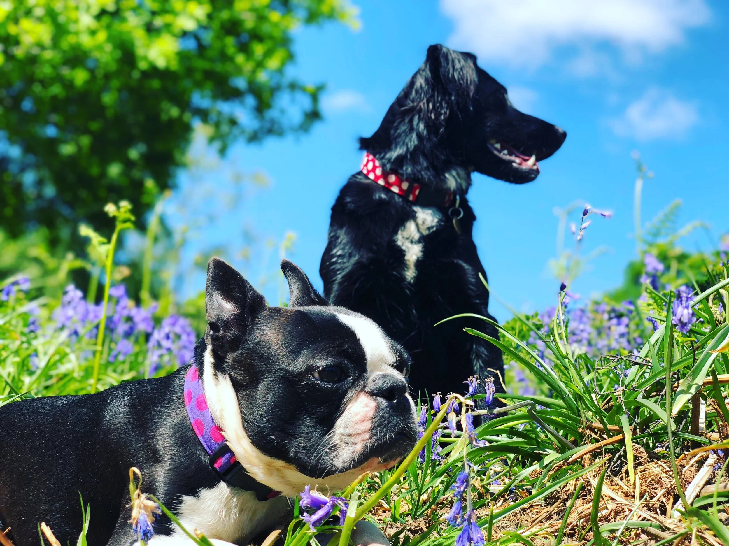 Introducing A New Dog To Your Current Dog | Dog Whisperer
