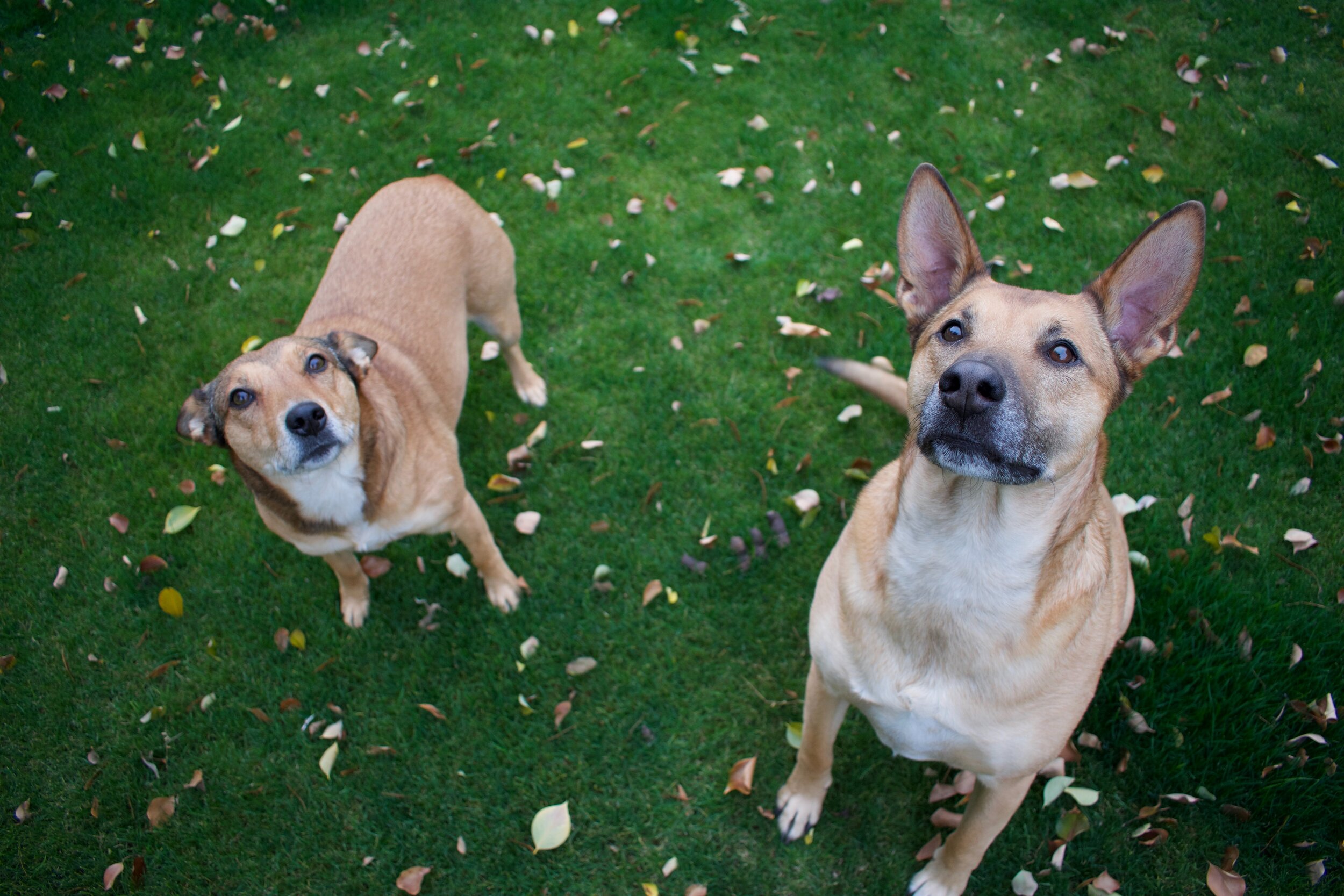 Introducing A New Dog To Your Current Dog | Dog Whisperer