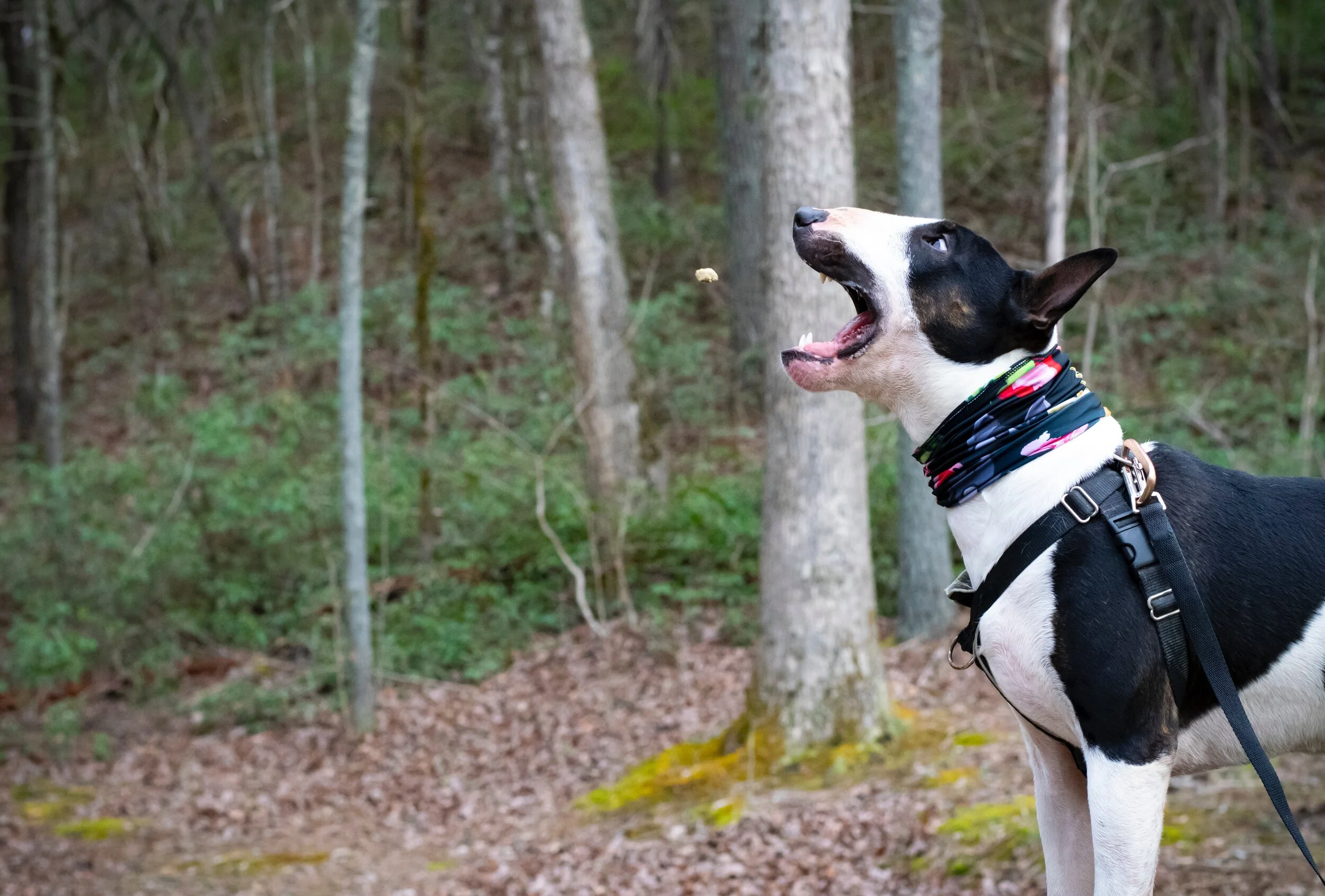 5 Tricks You Can Teach In 5 Minutes Dog Whisperer HQ 5-tricks-you-can-teach-in-5-minutes-dog-whisperer-hq