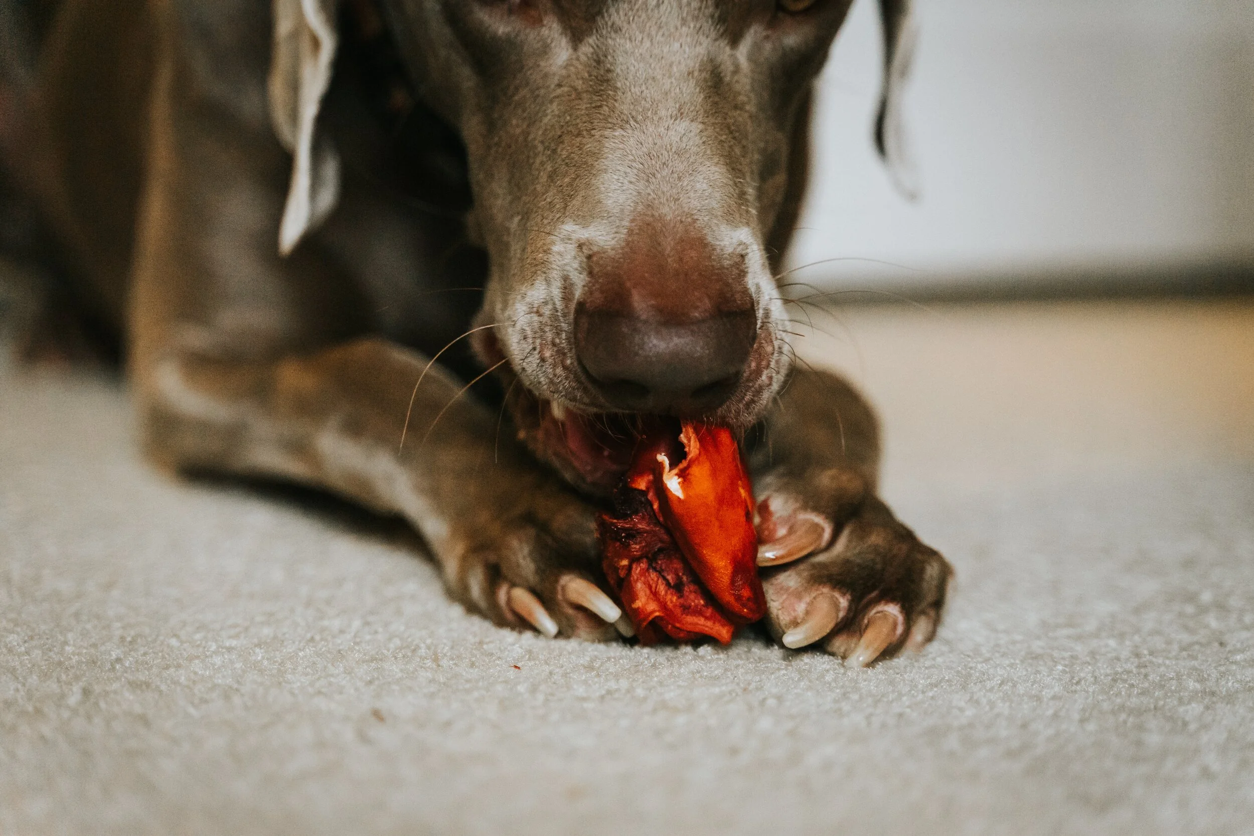 5 Tricks You Can Teach In 5 Minutes Dog Whisperer HQ 5-tricks-you-can-teach-in-5-minutes-dog-whisperer-hq