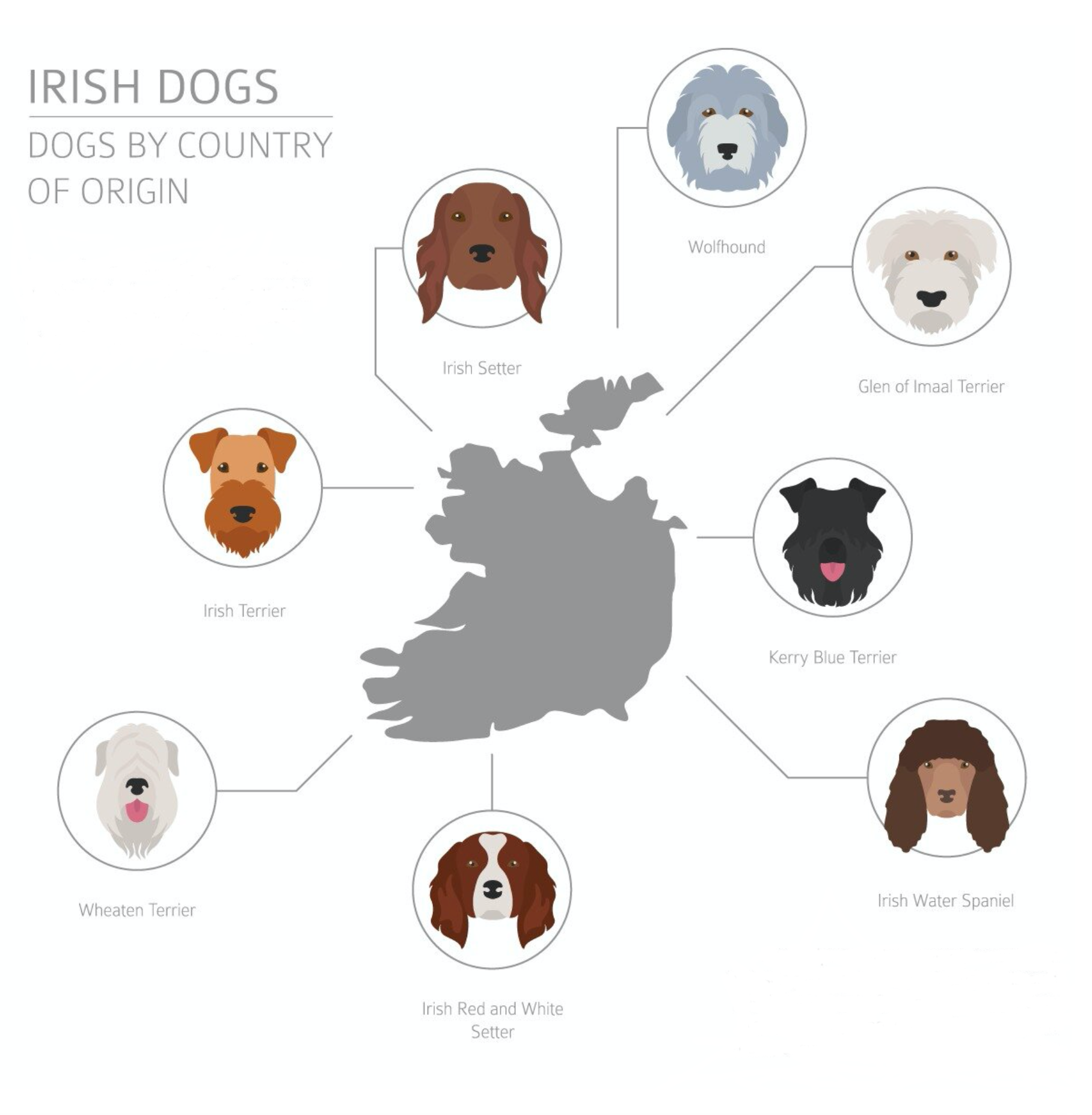 Slaínte To 9 Native Irish Dog Breeds | Dog Whisperer
