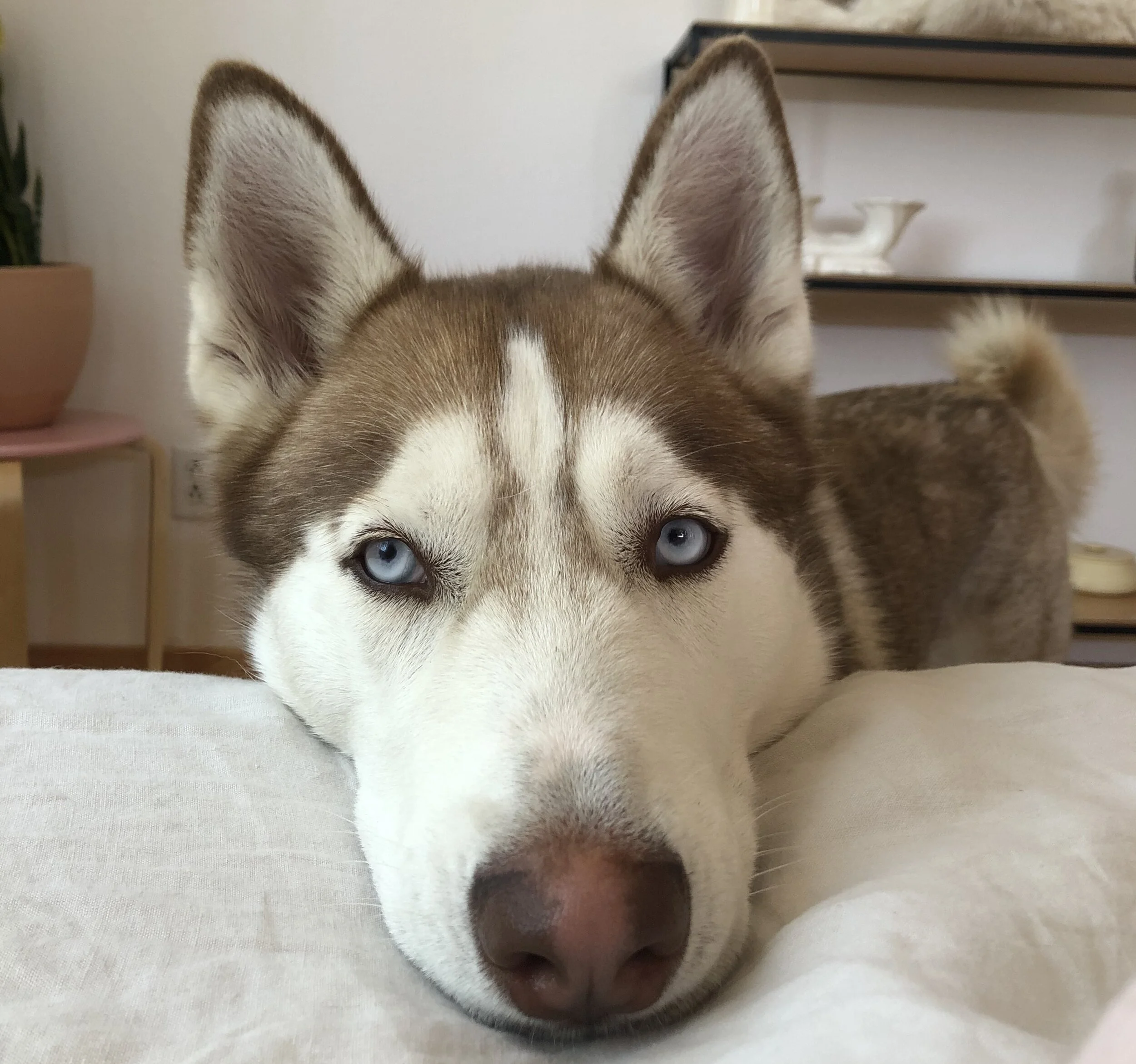Splash Coat Husky