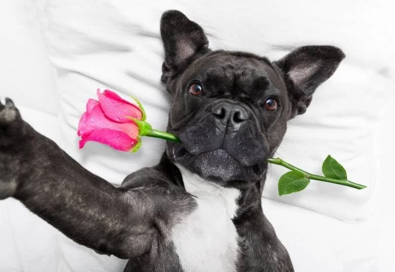 How To Optimize Your Dating Profile | BNL Media Consulting