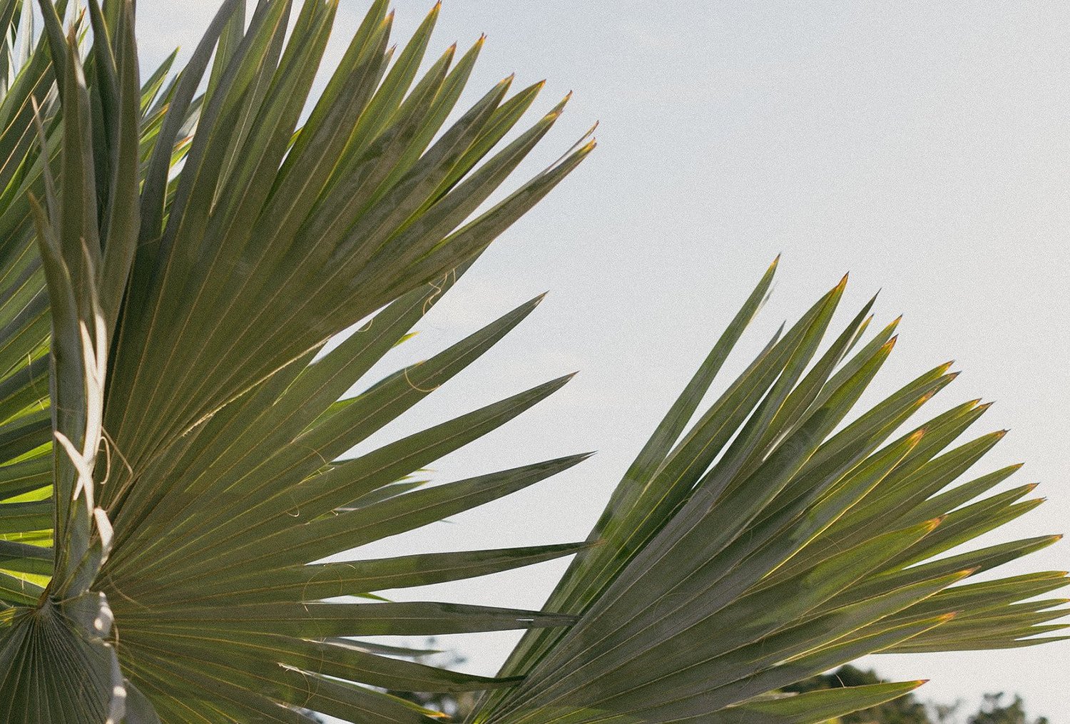 Baja Luna: Los Cabos, Mexico Wedding & Events Venue