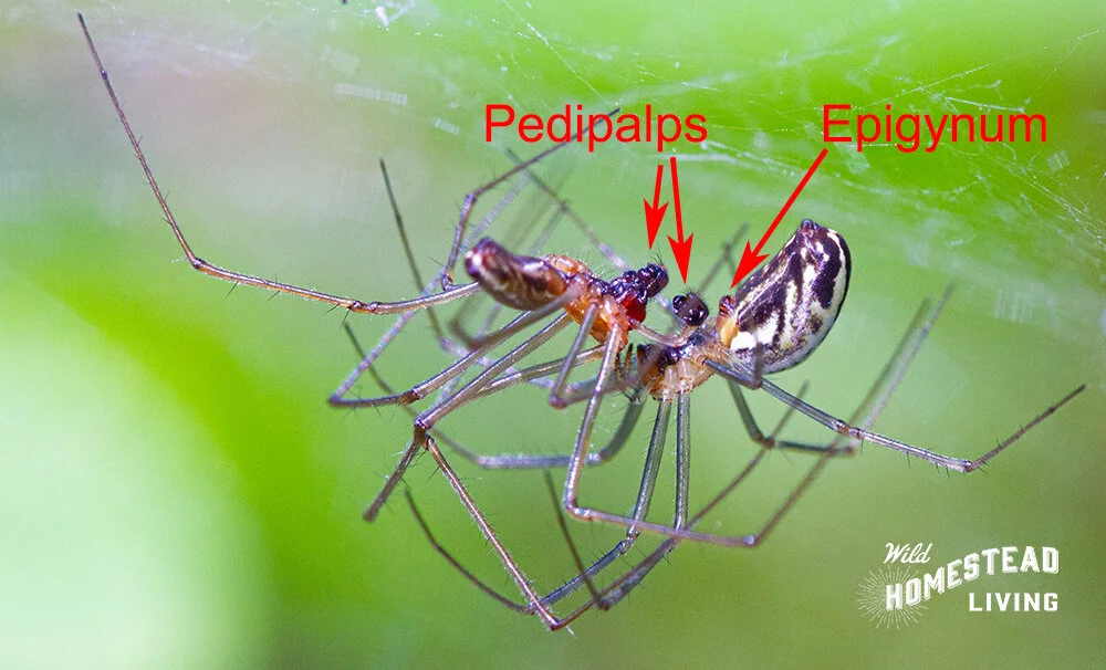 Wild Homestead Living— Love on the Web (all about spider mating)