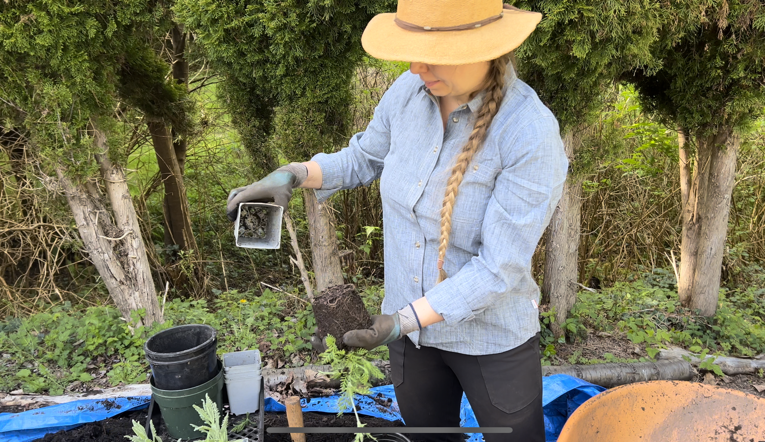 Wild Homestead Living— 6 secrets to homesteading with chronic illness ...