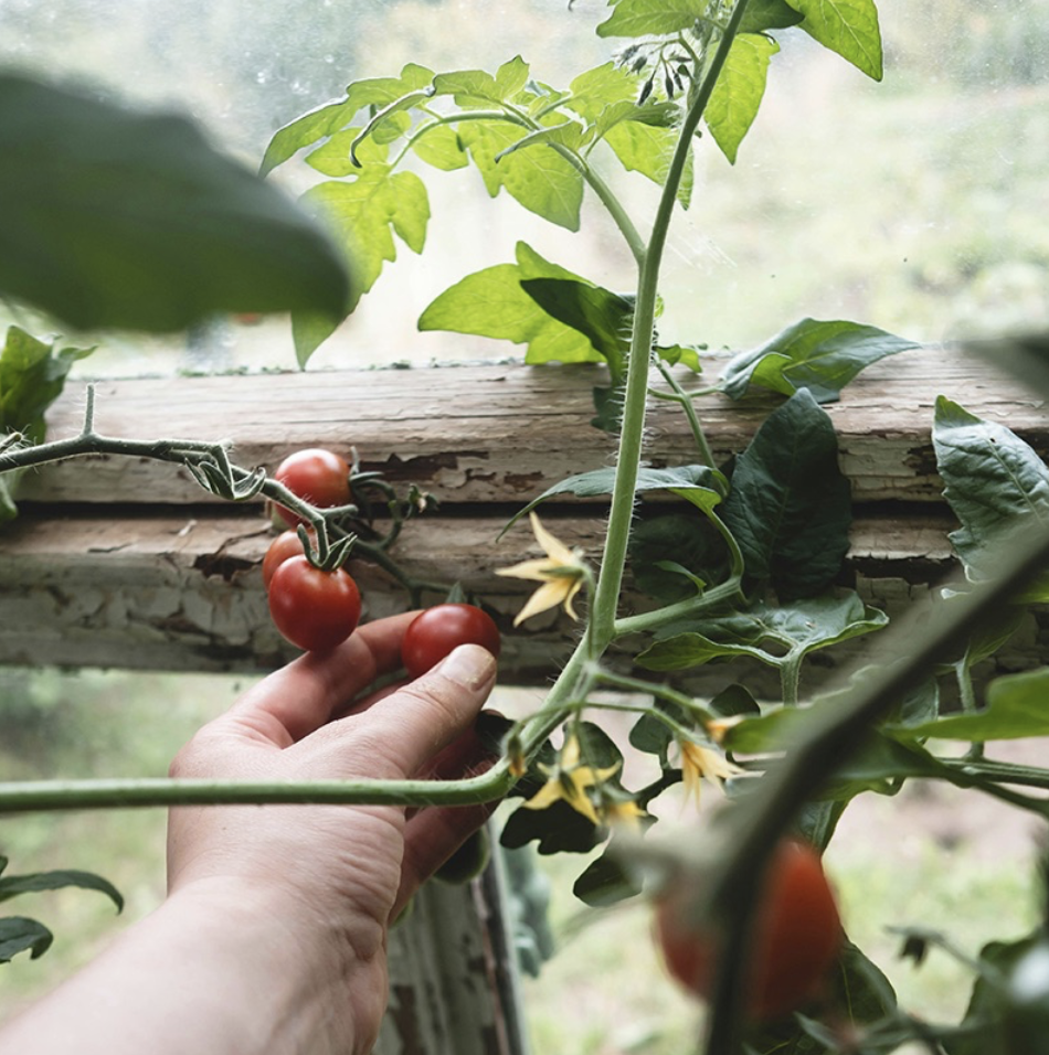 Wild Homestead Living