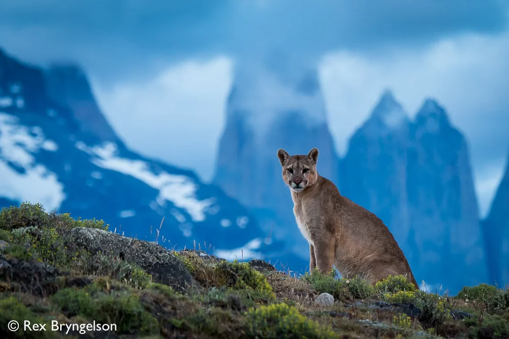 Puma Photography Tours and Workshops in Patagonia — Patagonia ...