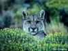 Puma Photography Tours and Workshops in Patagonia — Patagonia ...