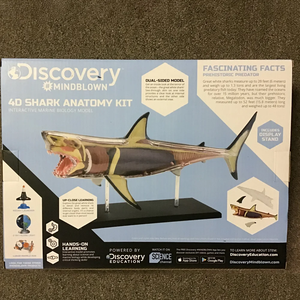 Great White Shark Anatomy Model