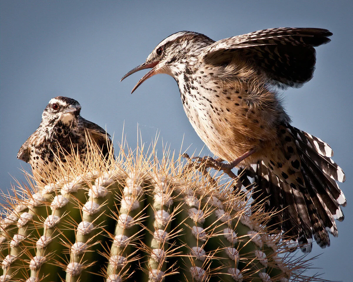 Information — Jennifer Ackerman