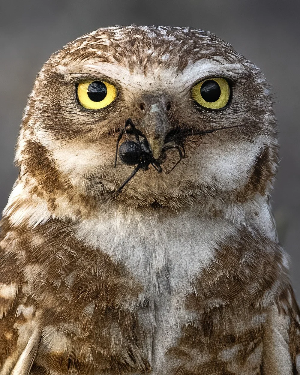 What an Owl Knows — Jennifer Ackerman